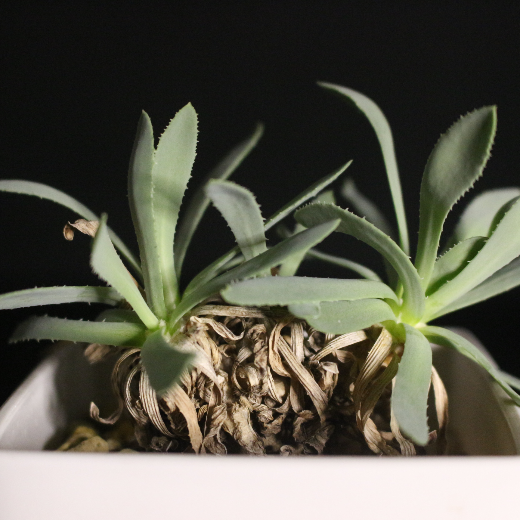 BLOG ＆ INFORMATION | botanical box