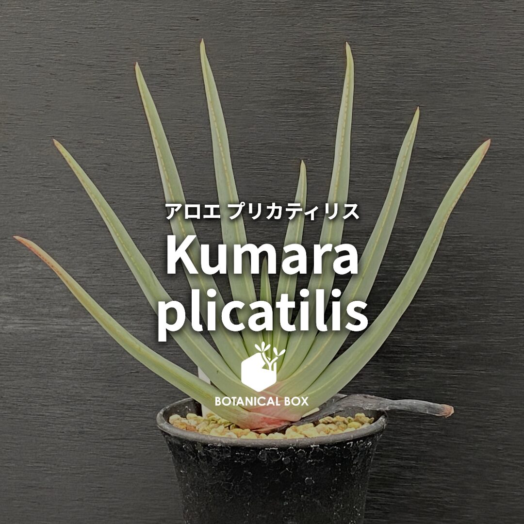 アロエ プリカティリス｜翡翠の扇 | 植物でワクワクを｜BOTANICAL BOX